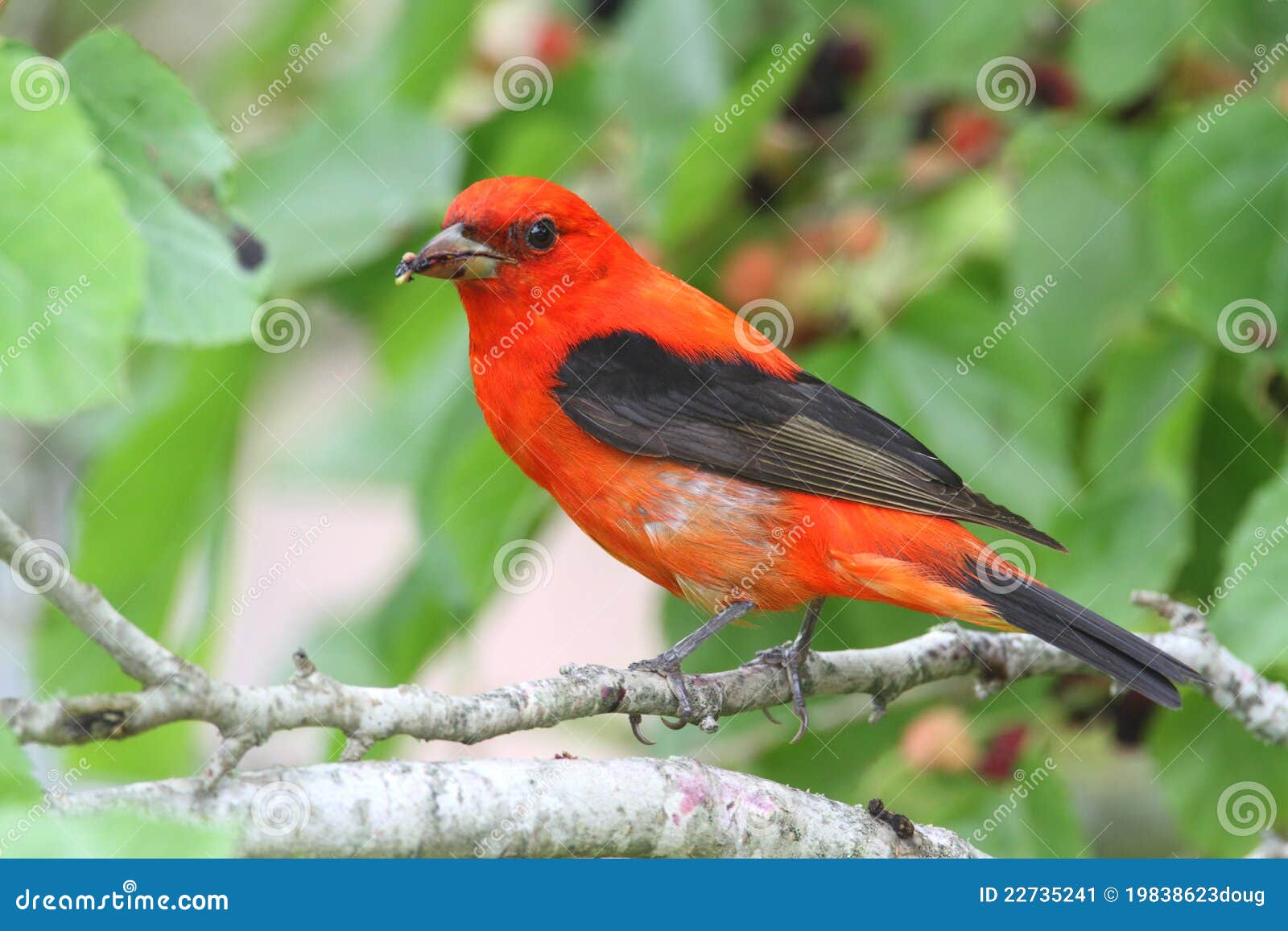 Scarlet Tanager stock image. Image of wildlife, mulberry - 22735241