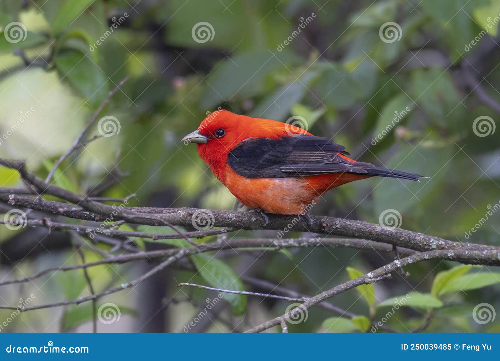 Scarlet Tanager bird stock image. Image of birds, columbia - 250039485
