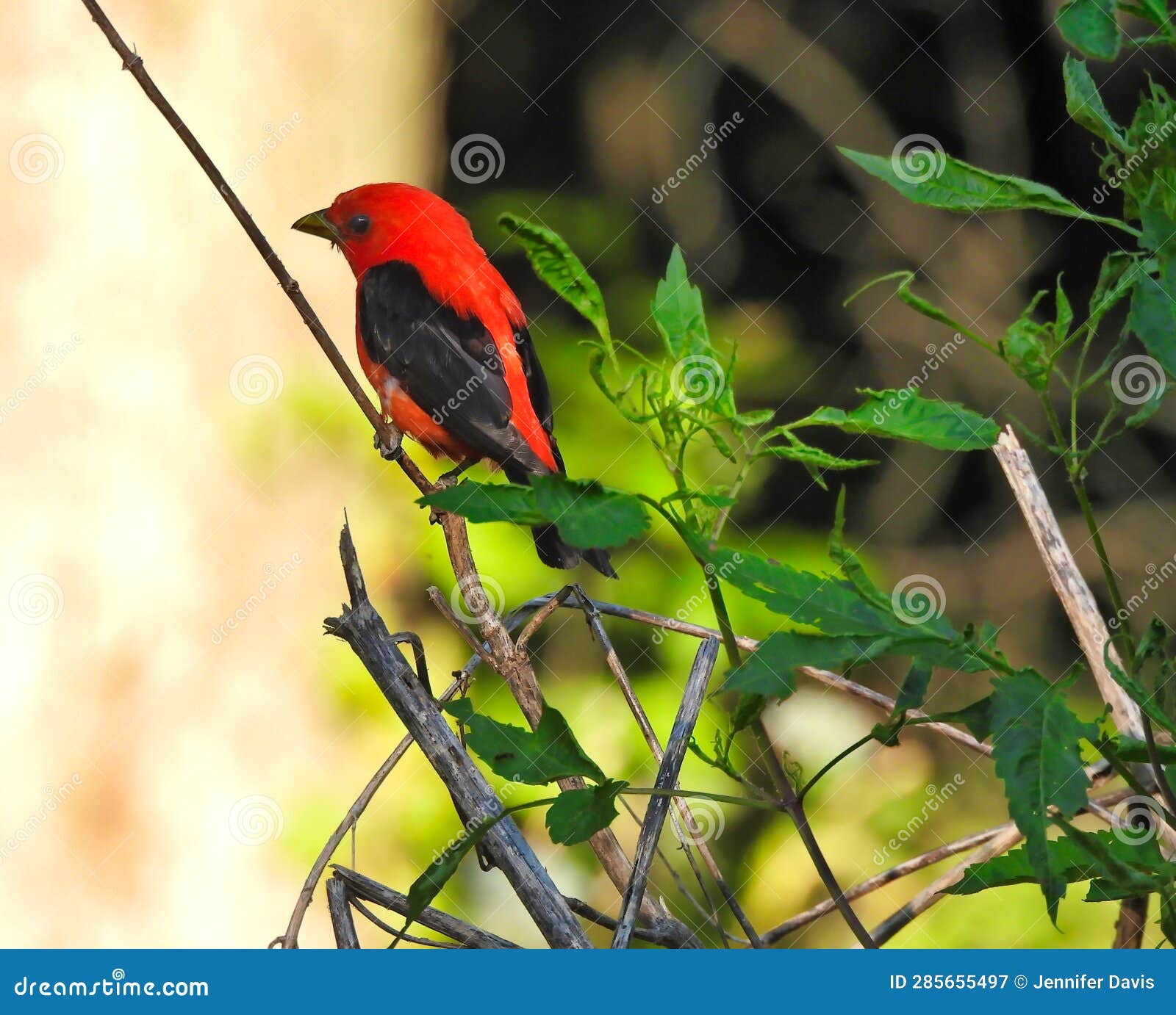 Scarlet Tanager Bird on a Tree Branch Stock Image - Image of perched ...