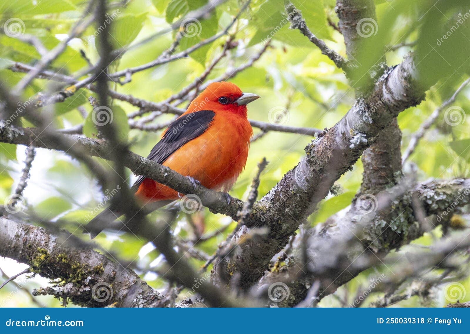 Scarlet Tanager bird stock photo. Image of animal, bird - 250039318