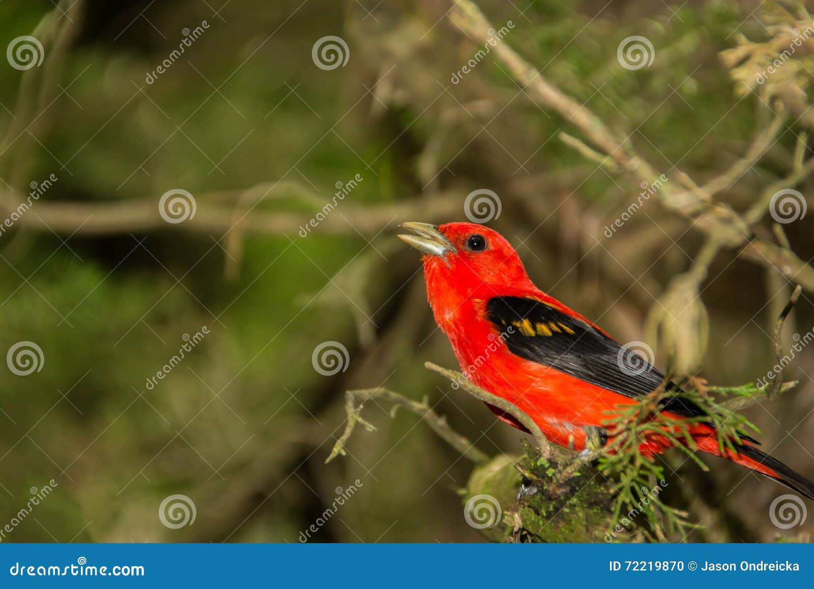 Scarlet Tanager stock photo. Image of brilliant, feather - 72219870