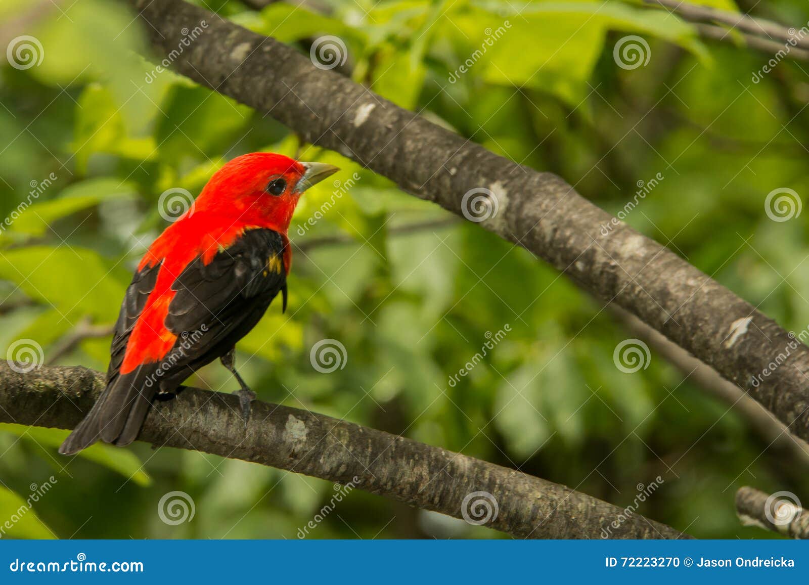 Scarlet Tanager stock photo. Image of black, breast, biodiversity ...