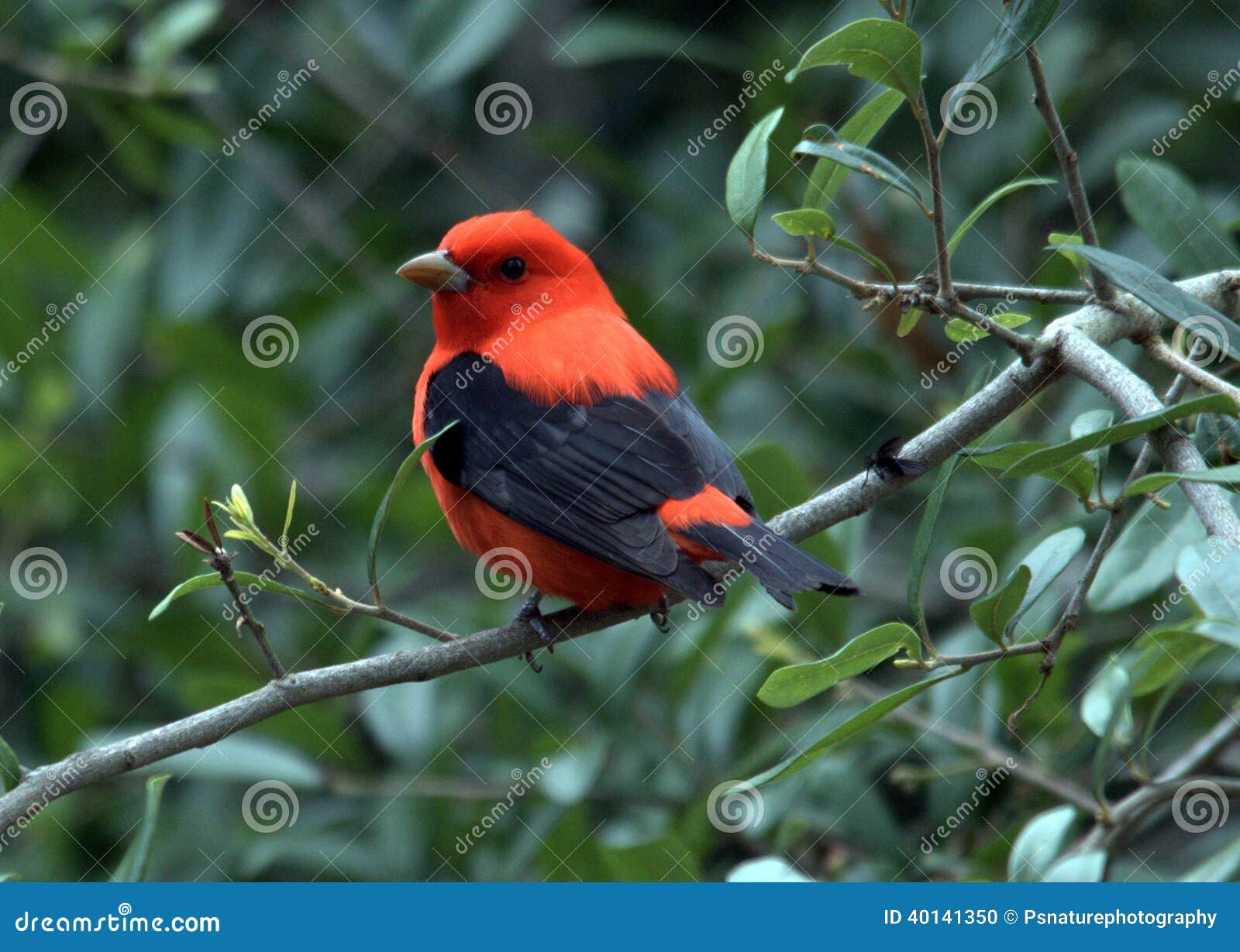 Scarlet tanager stock photo. Image of branch, passerine - 40141350