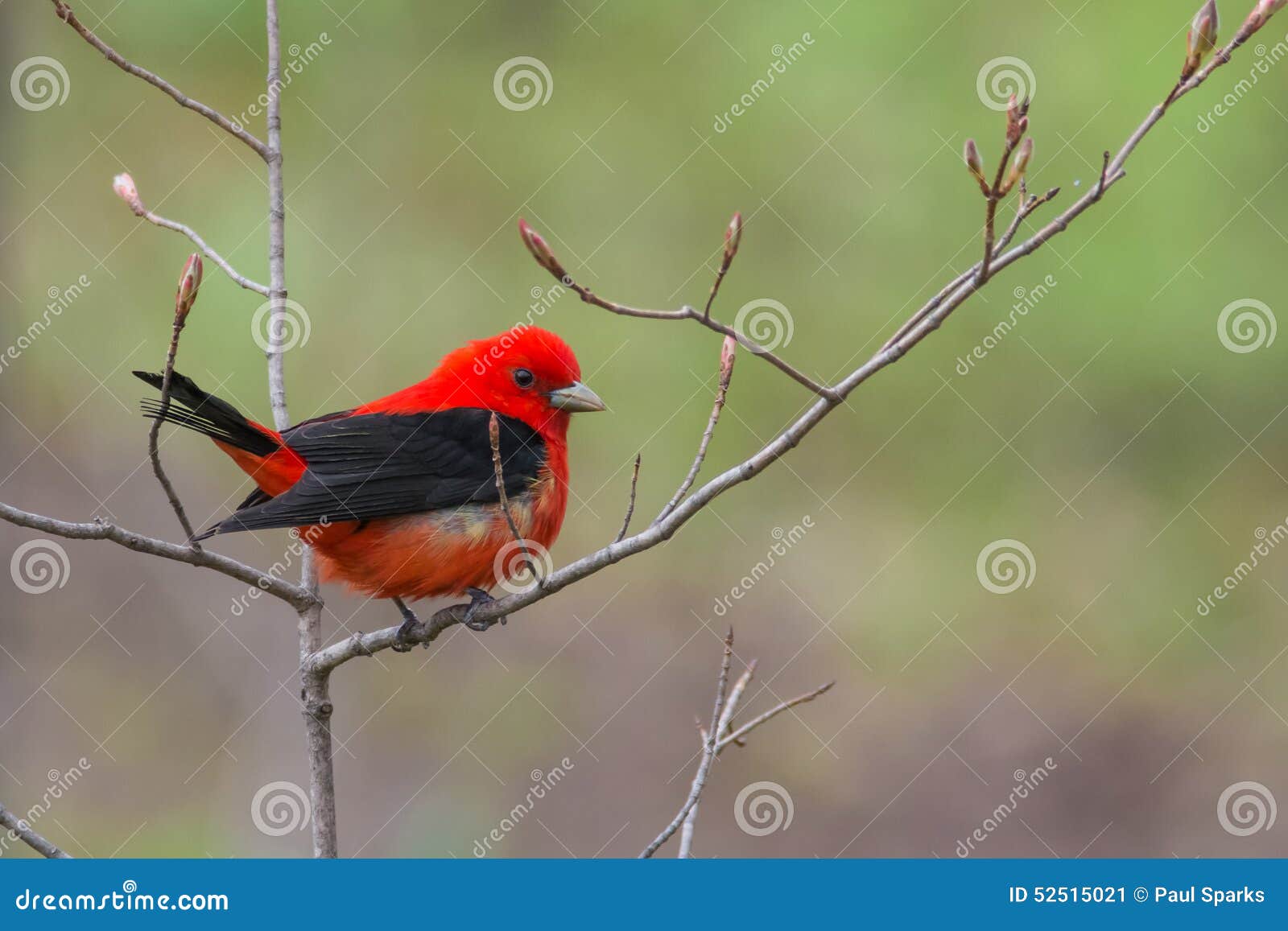 Scarlet Tanager stock image. Image of branch, flying - 52515021