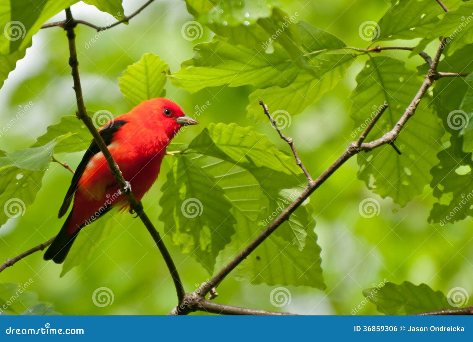 Scarlet Tanager stock photo. Image of breast, blank, bird - 36859306