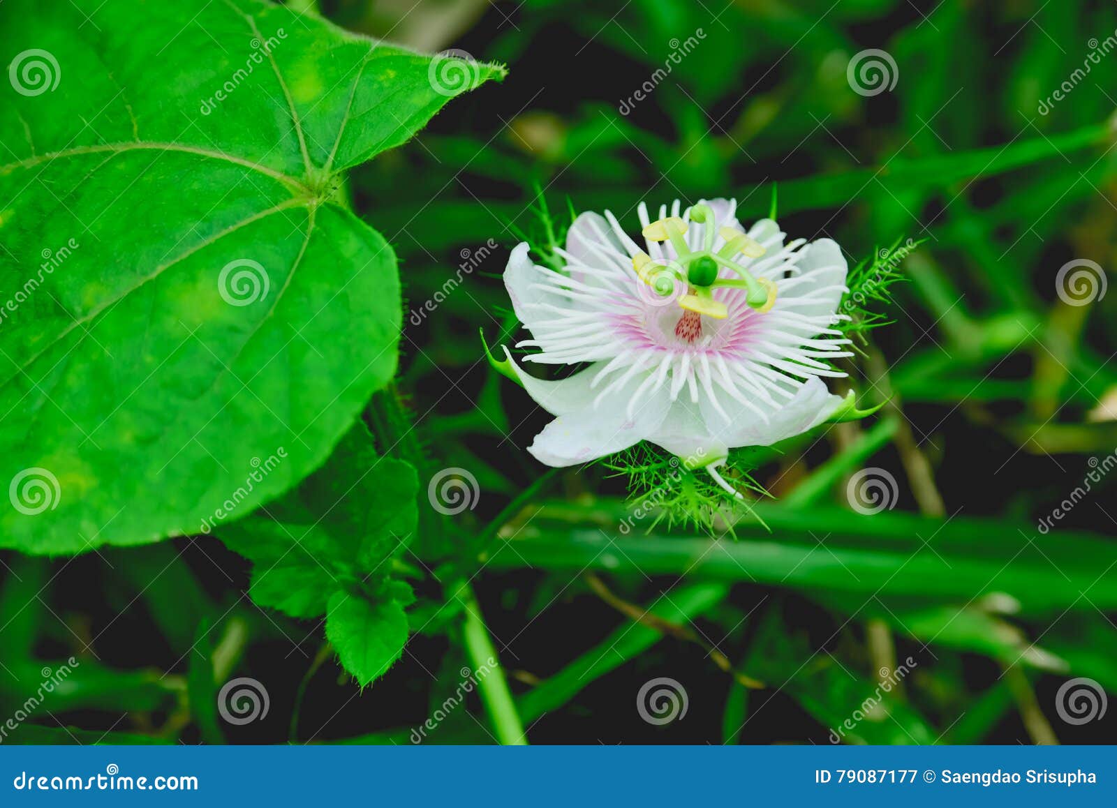 Scarletfruit stock image. Image of blue, grow, leaf, blossom - 79087177