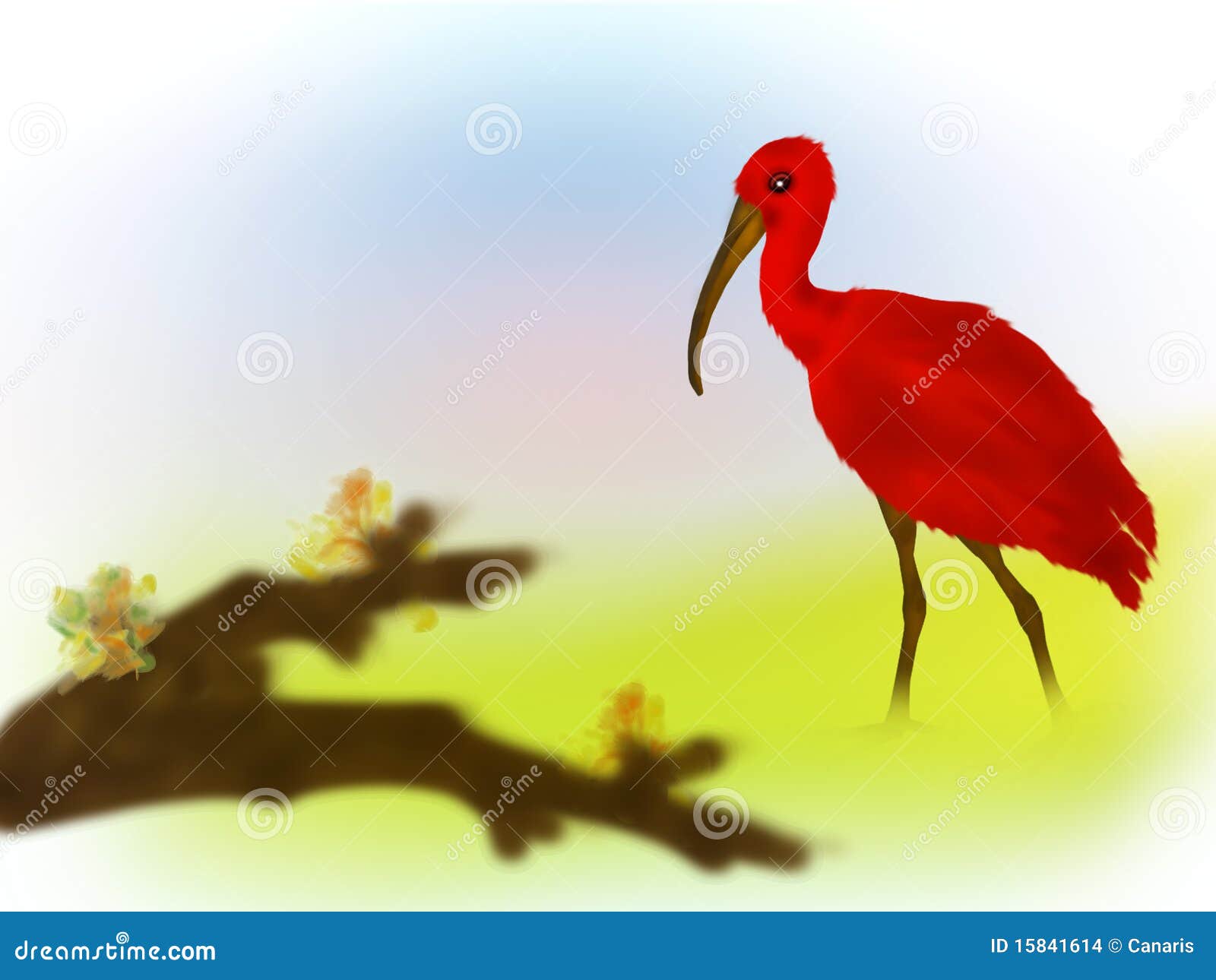 The scarlett ibis stock illustration. Illustration of book - 15841614