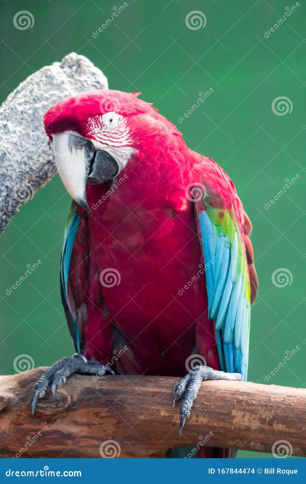 Scarlett Macaw Bird Parrot Looking Curious Stock Photo - Image of ...