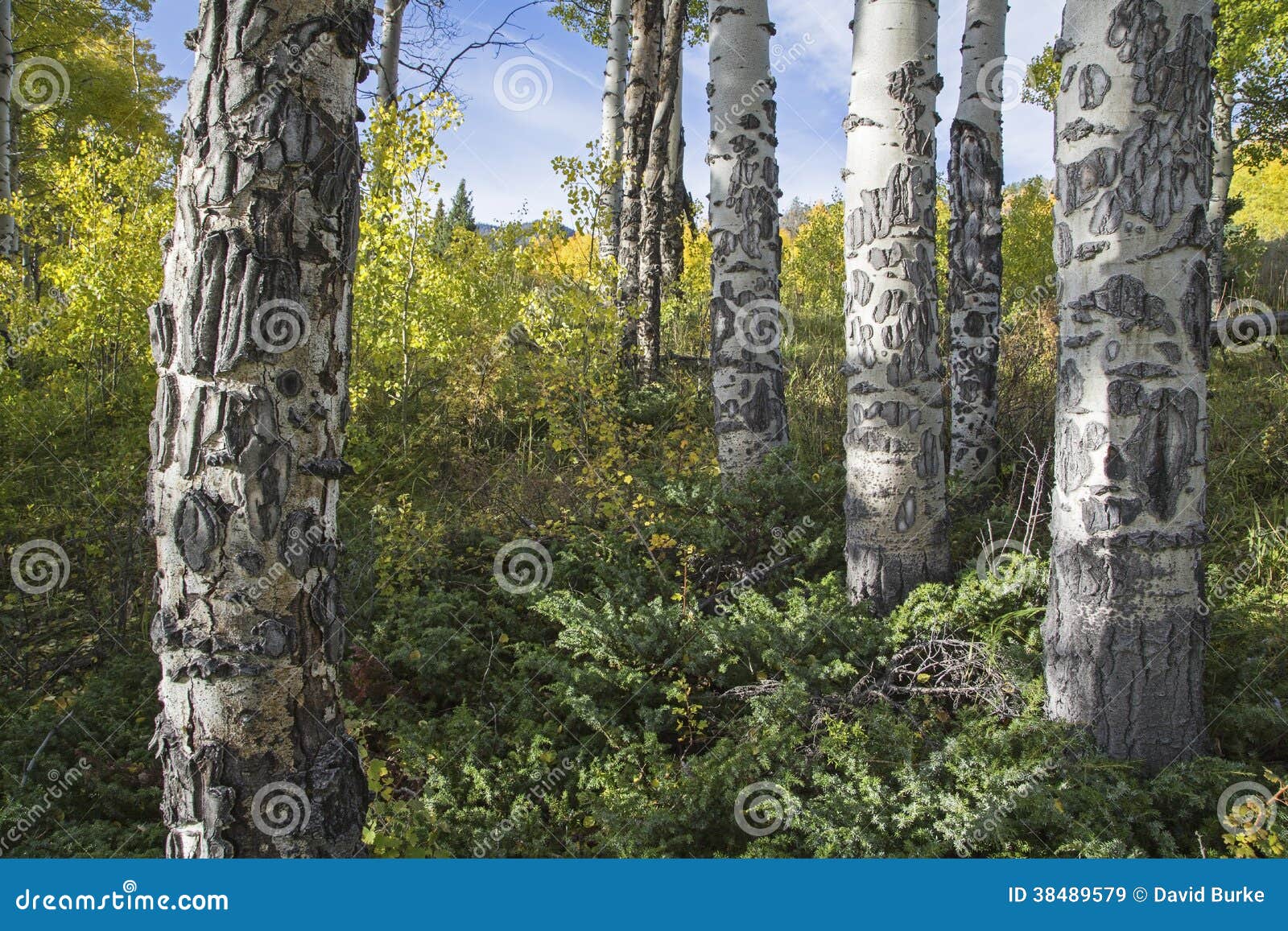 Scarred Bark and Fall Aspen Trees Color Stock Image - Image of outdoors ...