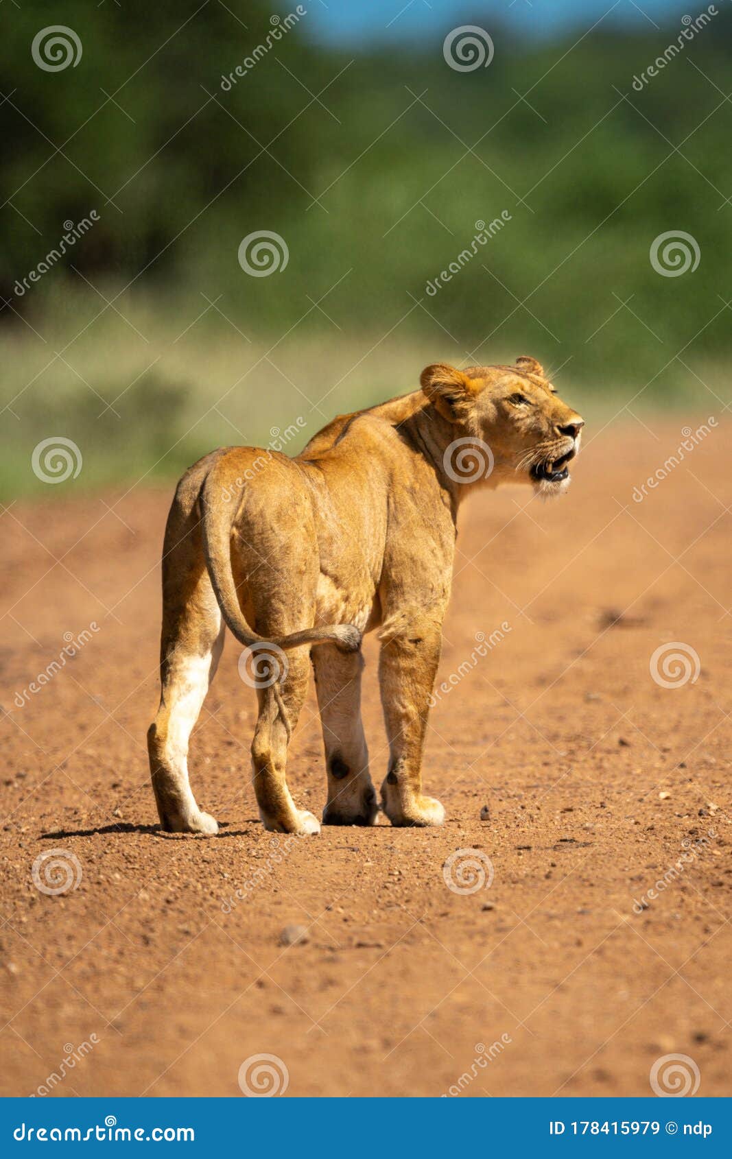 Lioness Stands Play Fighting With Young Cub Stock Photo | CartoonDealer ...