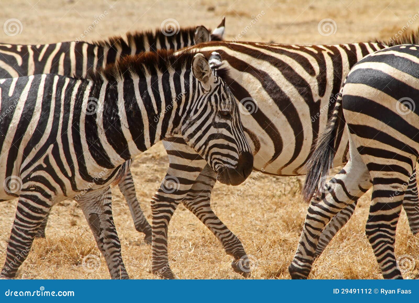Zebra With A Big Scar In Its Back Eating Alone In The Etosha National ...