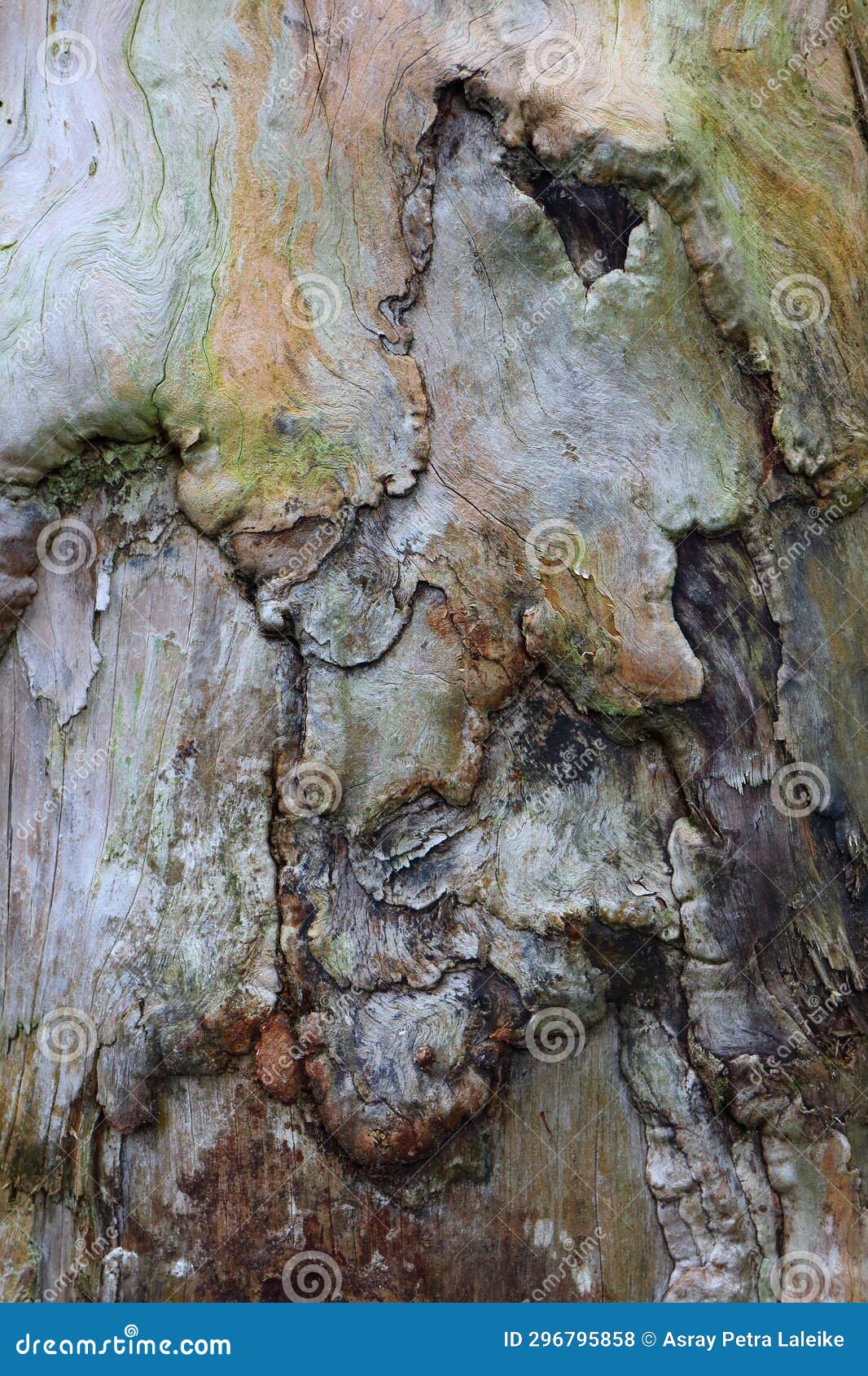 The Scarring of a Tree Viewed Up Close and Digitally Reworked Stock ...