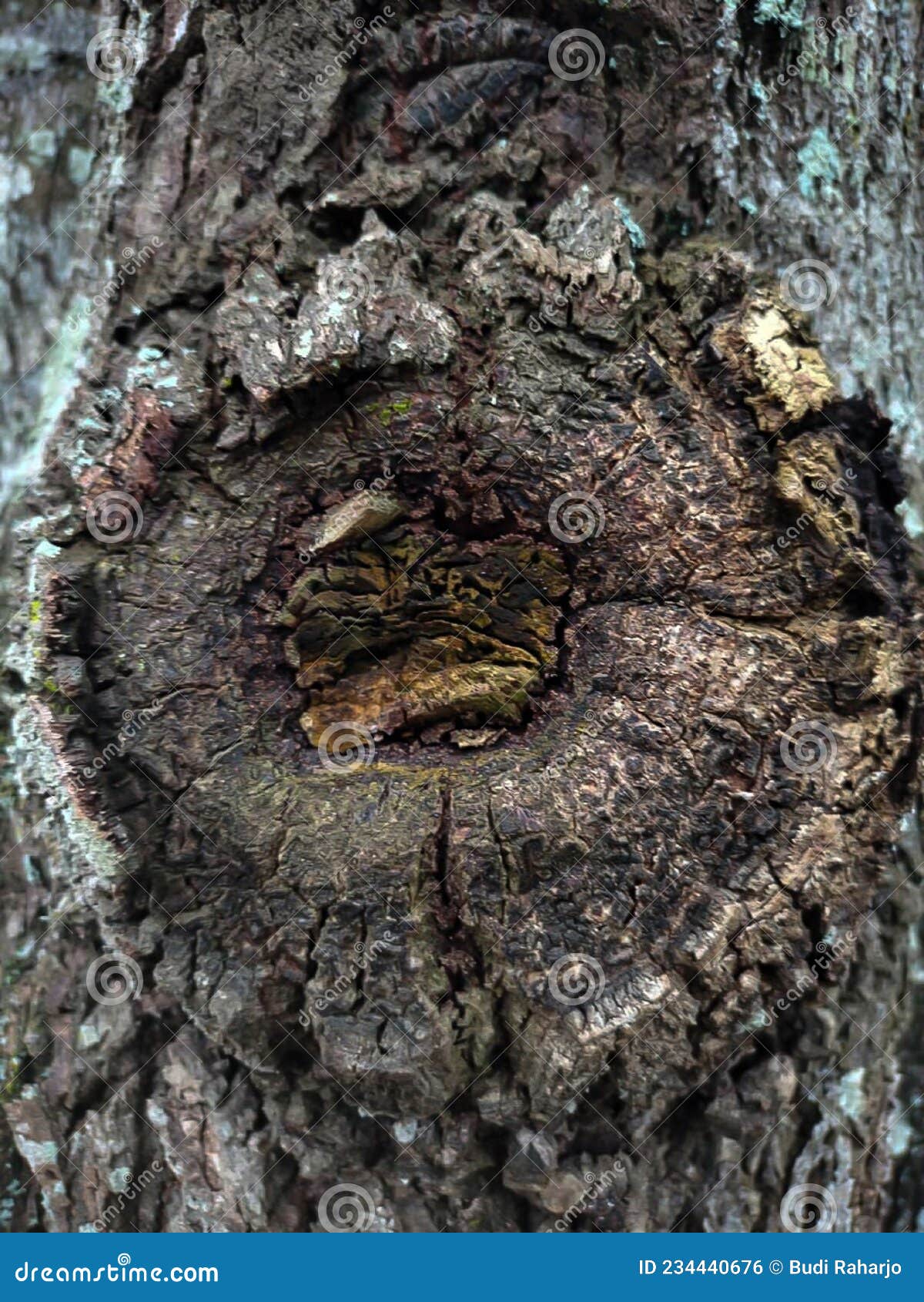 Scars on Tree Trunks from Cut Branches Stock Photo - Image of branches ...