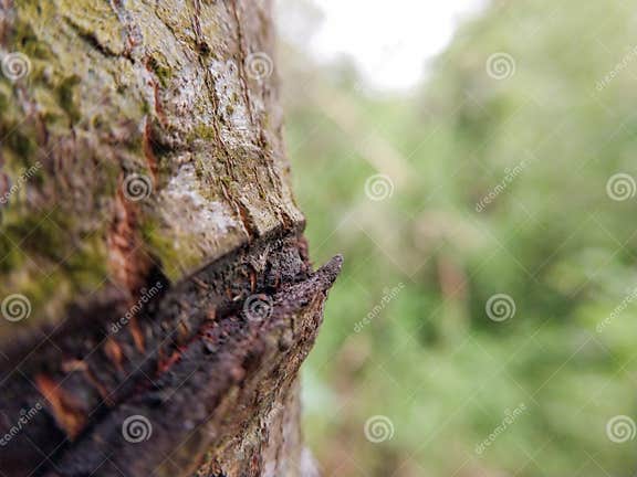 Scars on trees stock image. Image of trunk, scars, leaf - 313319327