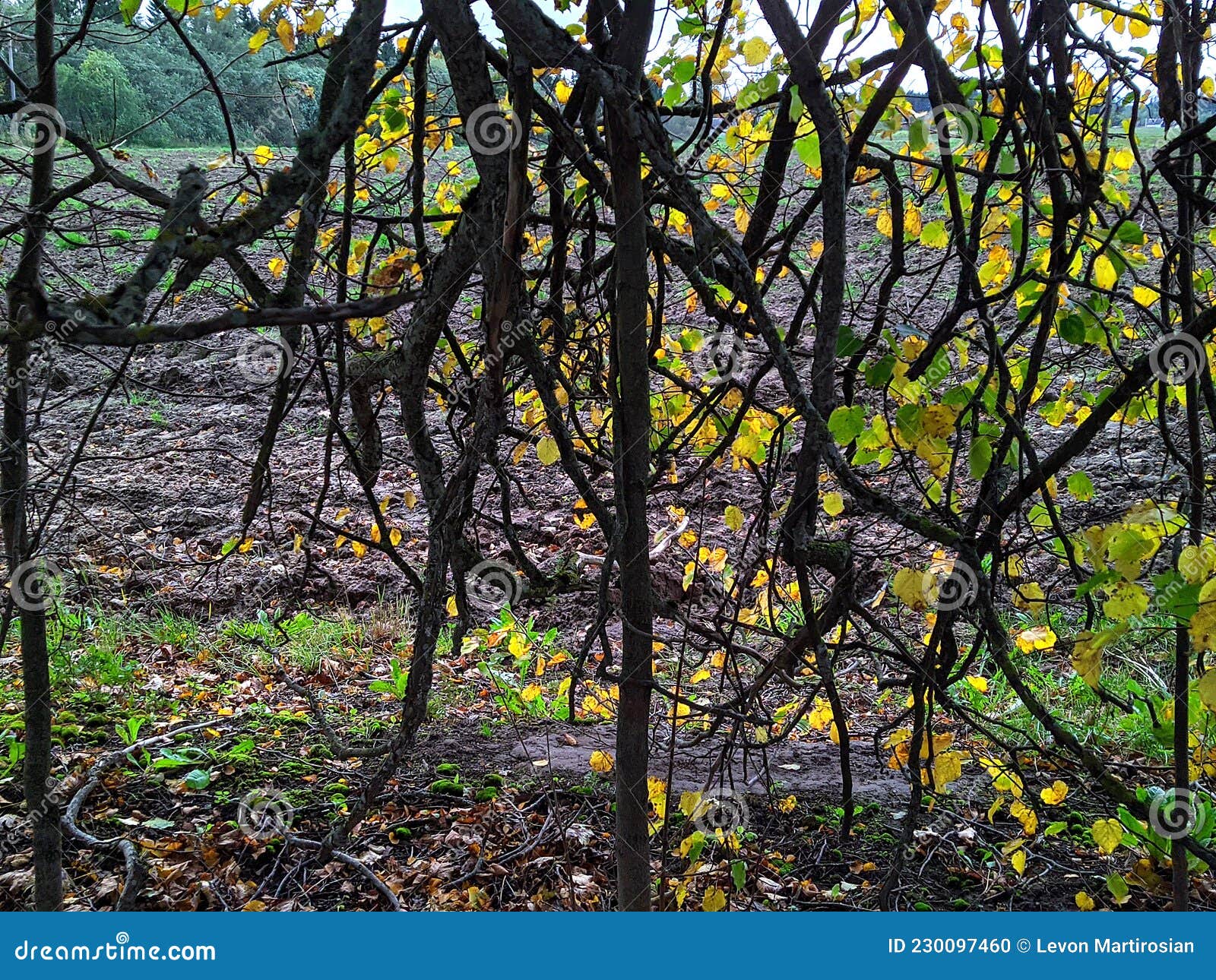 Alarming - Yellow Sign With Cloudy Background Stock Image ...