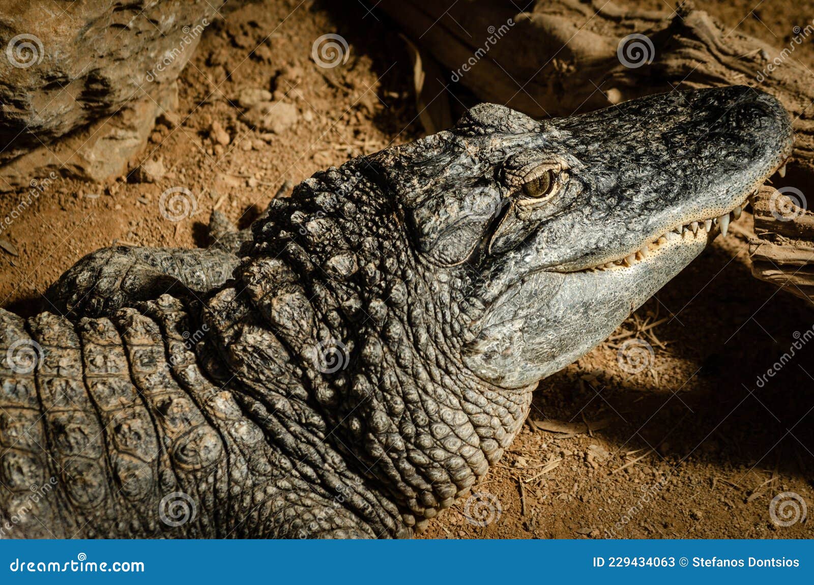 A Scary Alligator is Looking Stock Image - Image of amphibian, wildlife ...