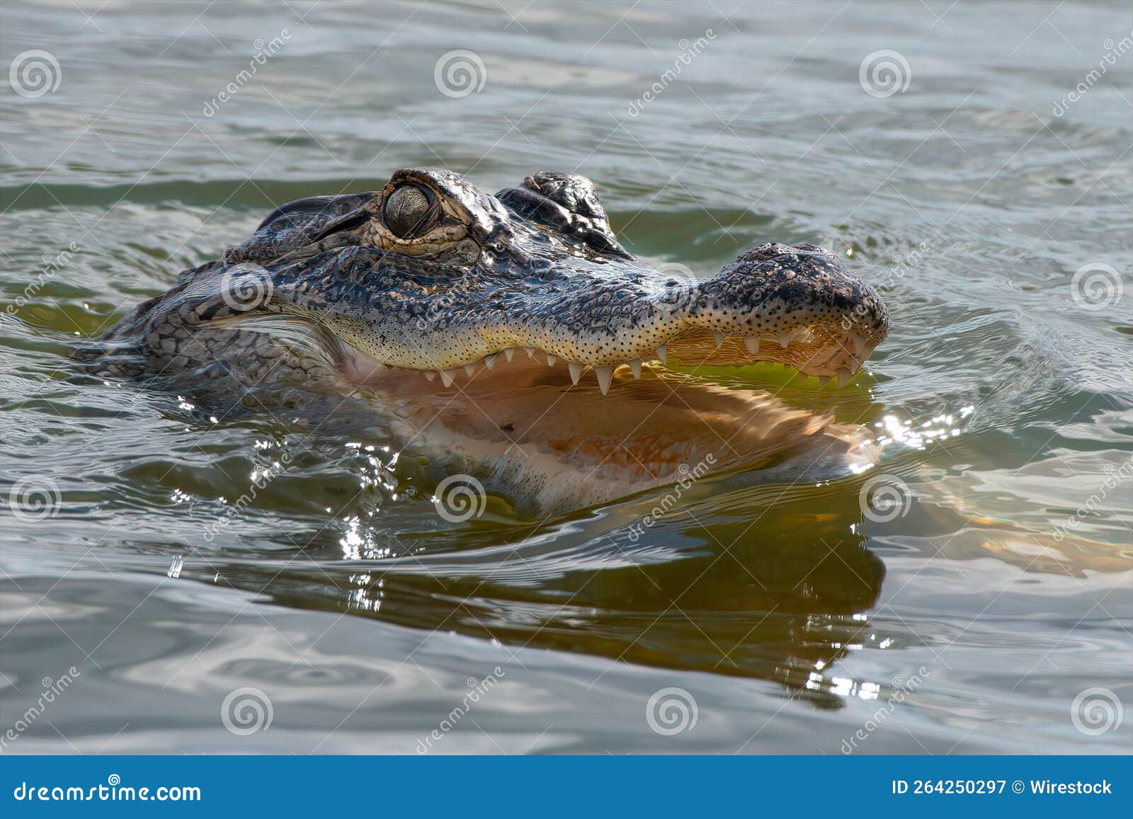 Scary Alligator Peeking from the Pond Water Stock Image - Image of pond ...
