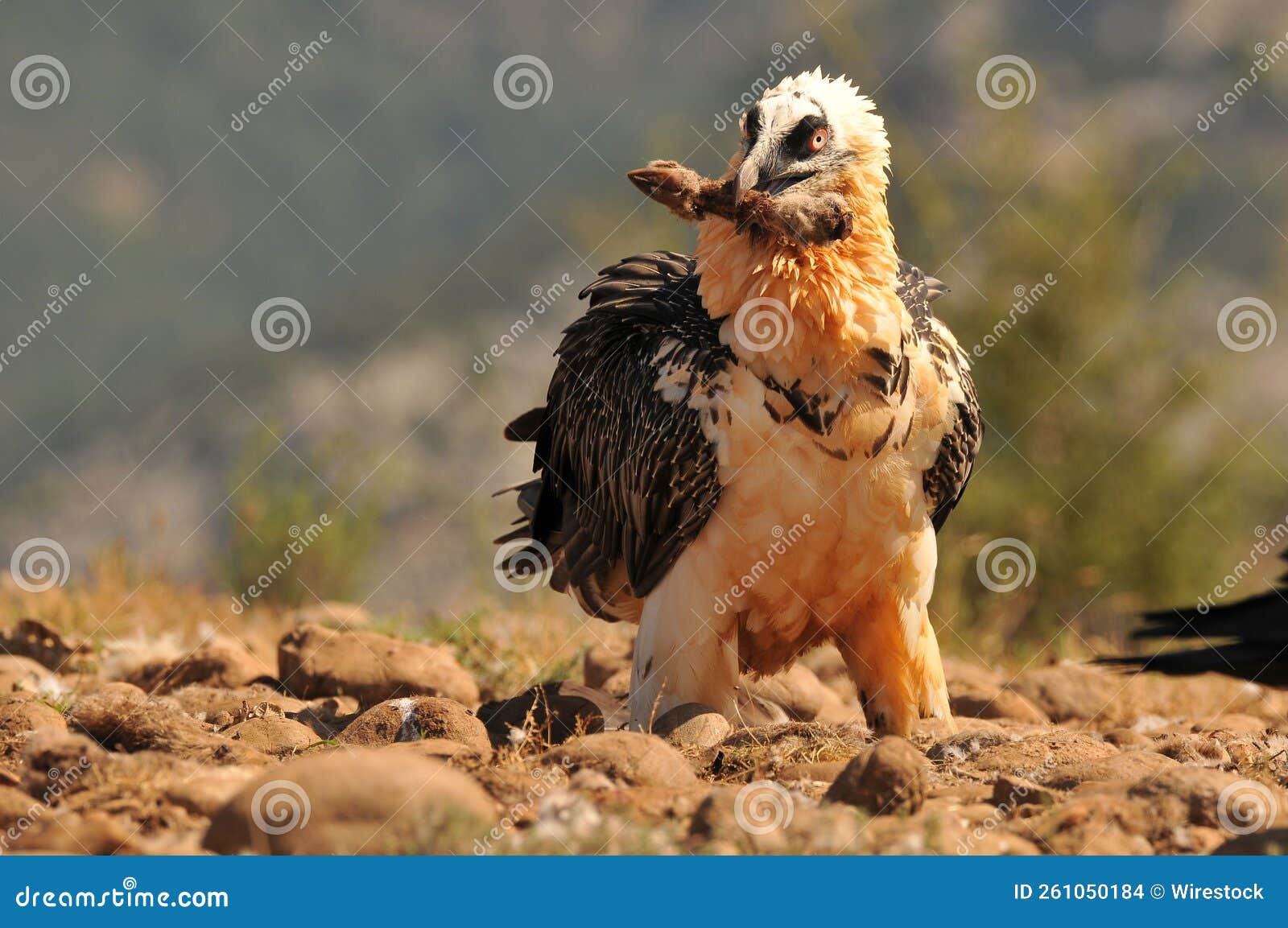 Scary Bearded Vulture Bird in the Valley Holding a Bone in the Beak ...