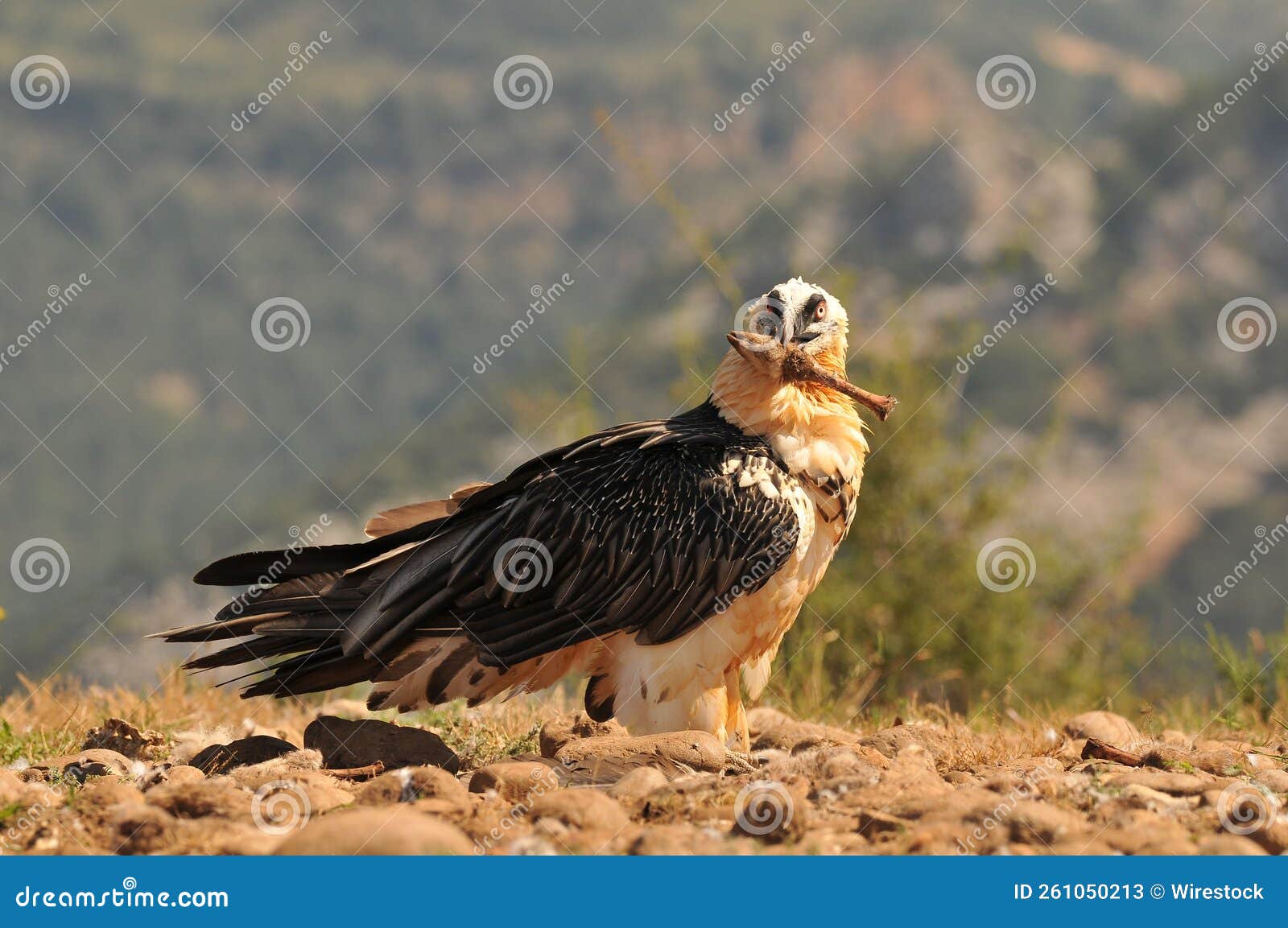 Scary Bearded Vulture Bird in the Valley Holding a Bone in the Beak ...