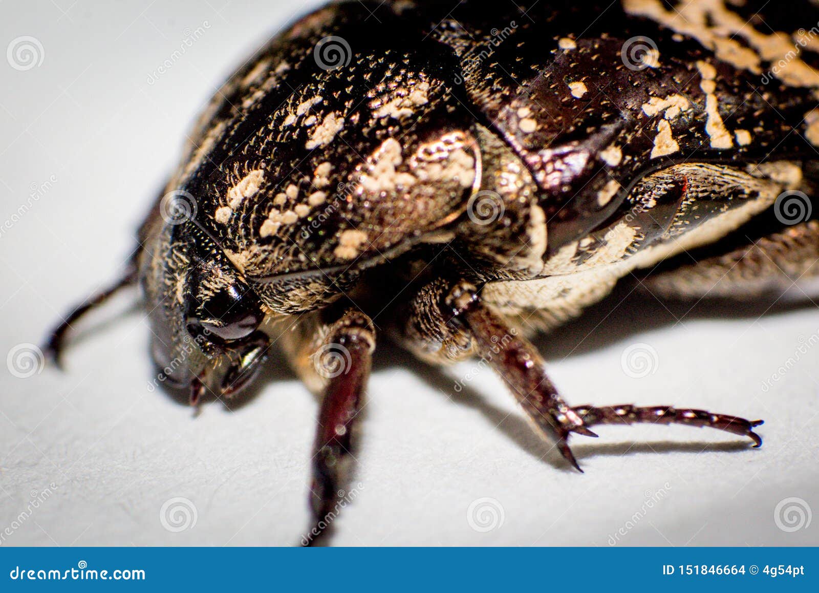 A Scary Beetle on a White Surface Stock Photo - Image of surface, life ...