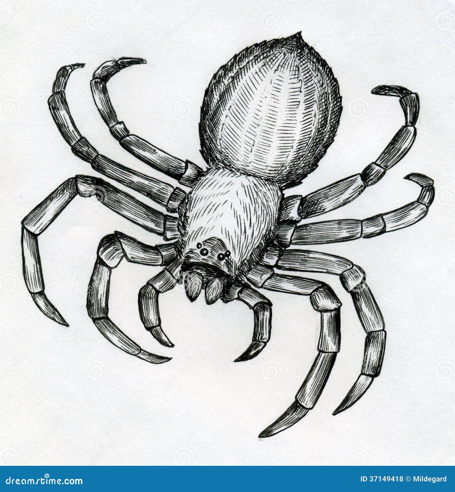 Scary big spider stock illustration. Illustration of carnivorous - 37149418