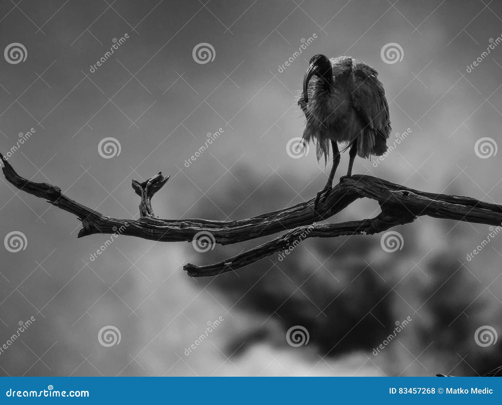 Scary bird stock photo. Image of tree, black, shadow - 83457268