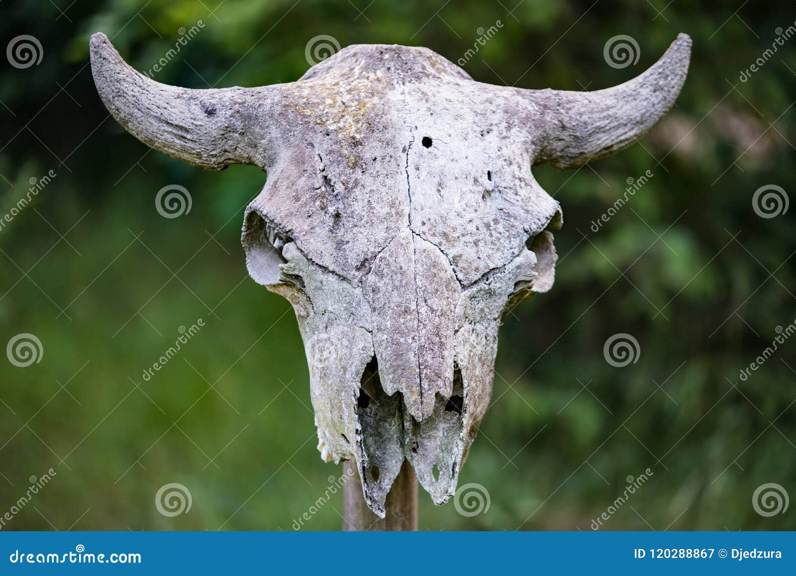 237 Bison Skull Photos - Free & Royalty-Free Stock Photos from Dreamstime