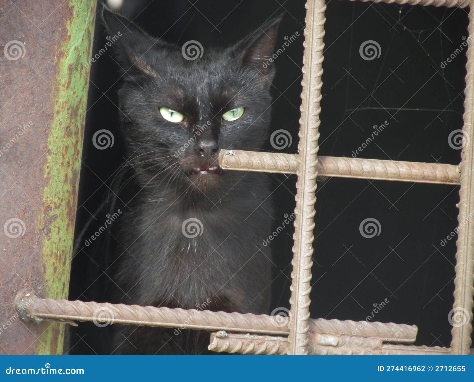Scary Black Cat Behind Bars Stock Photo - Image of mammal, animal ...