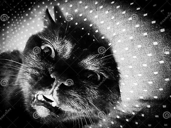 Scary Black Cat Screaming and Looking into the Camera Stock Photo ...
