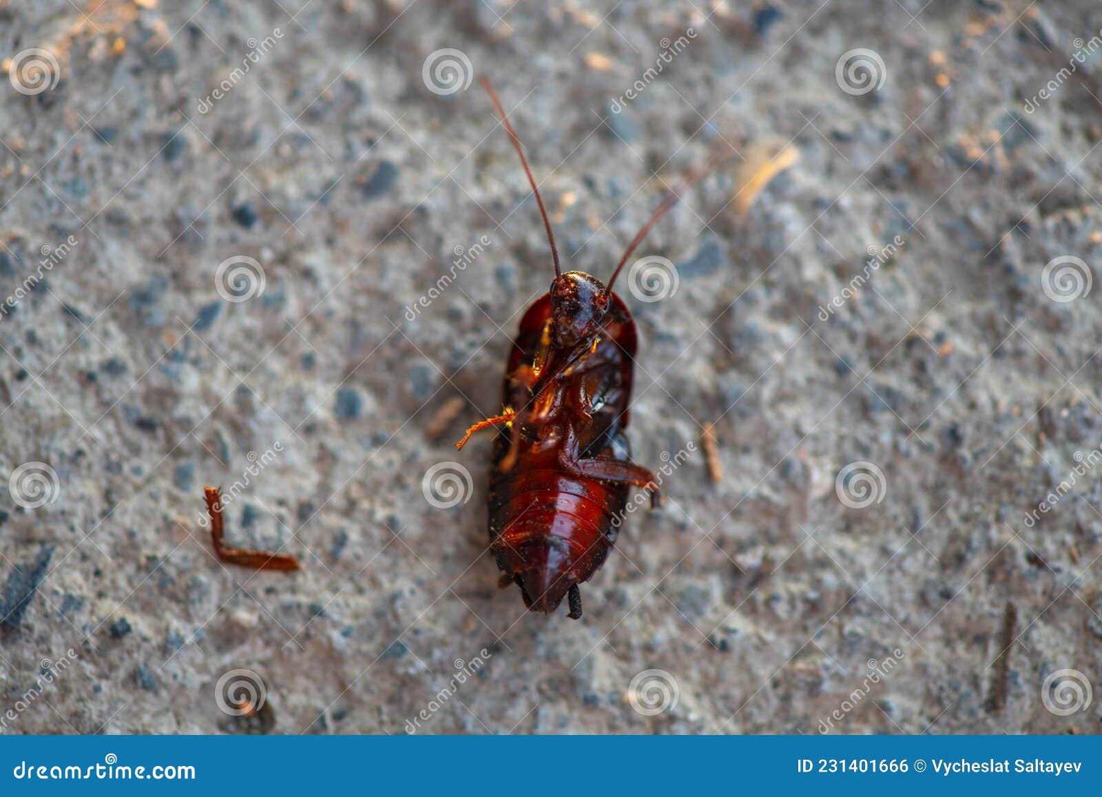 Scary Black Cockroach Lying on the Sidewalk Stock Photo - Image of ...