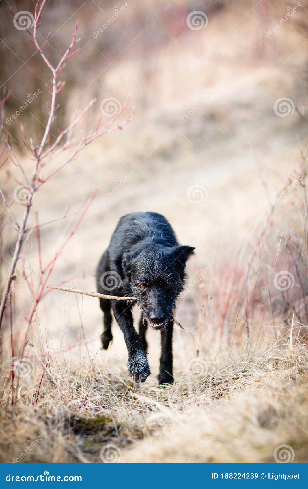 Scary Black Dog Running Outdoors Stock Image - Image of breed, cute ...