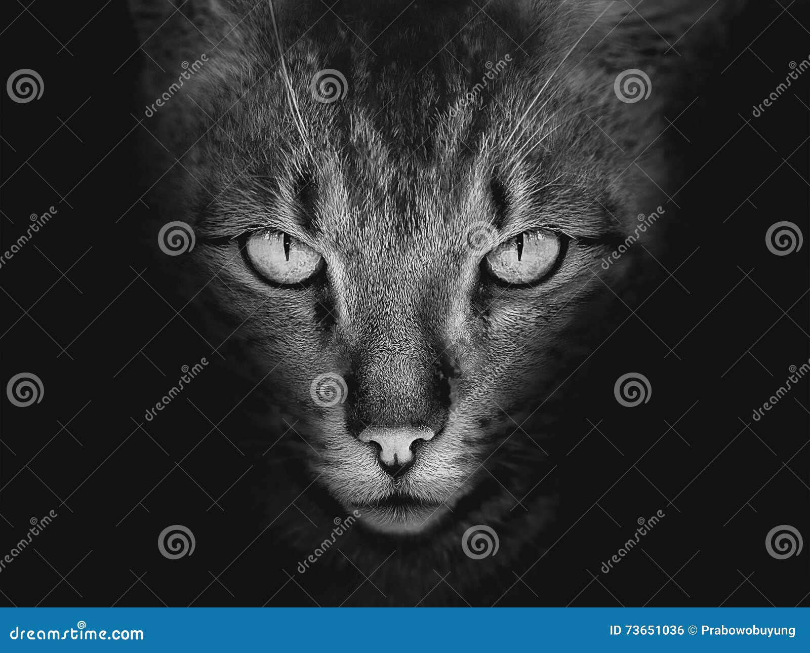 Scary Black and White Cat Face Stock Photo - Image of head, look: 73651036