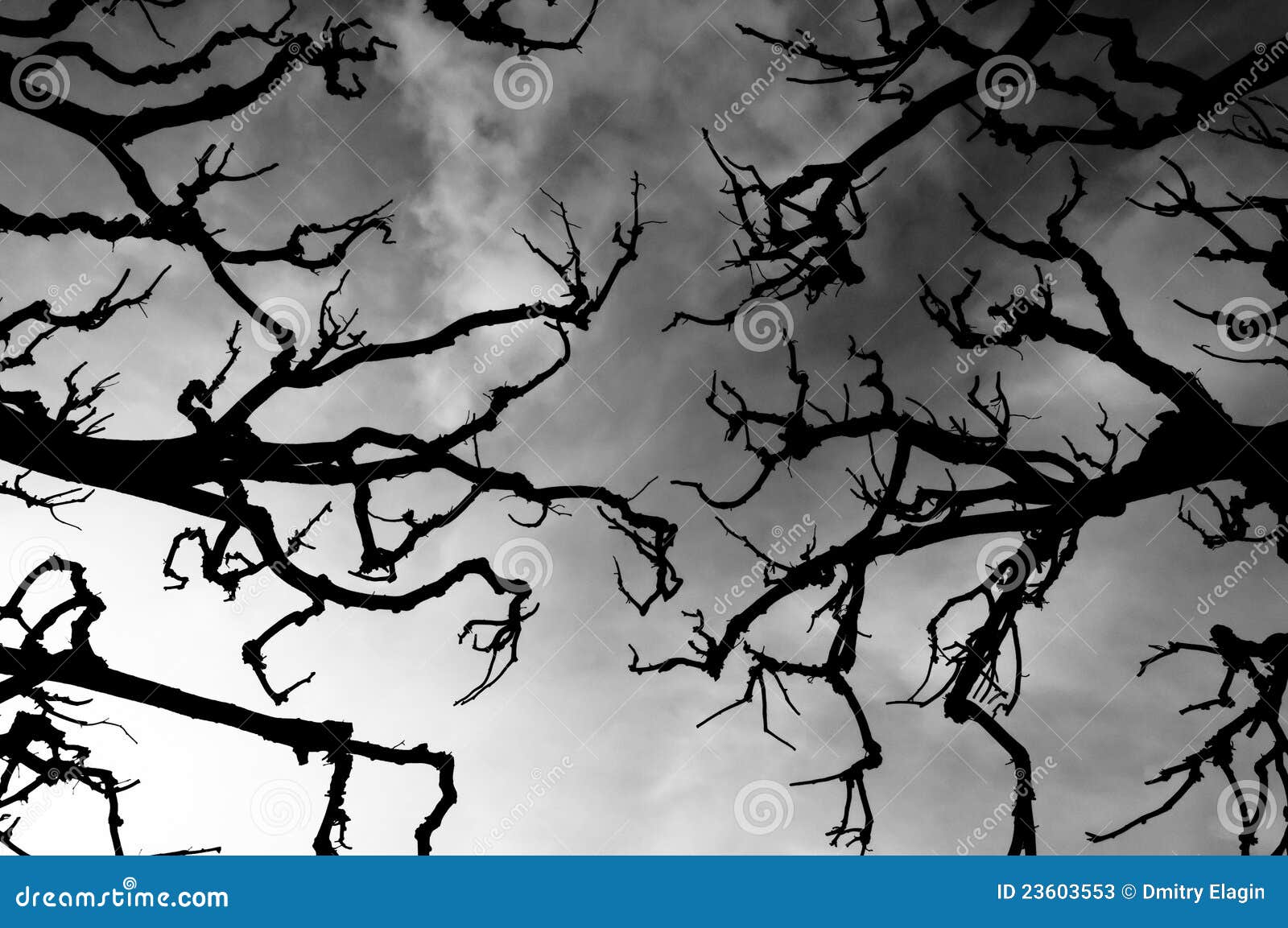 Scary Tree Branch Silhouette