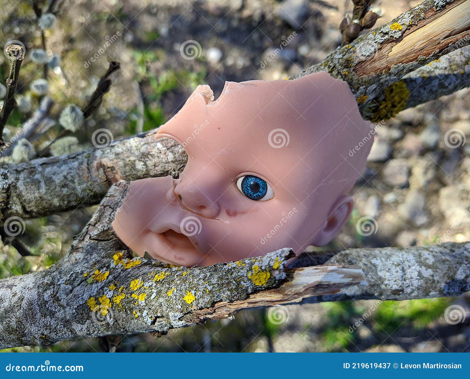Scary and Broken Doll Face with One Blue Eye Hanging on a Tree Branch ...