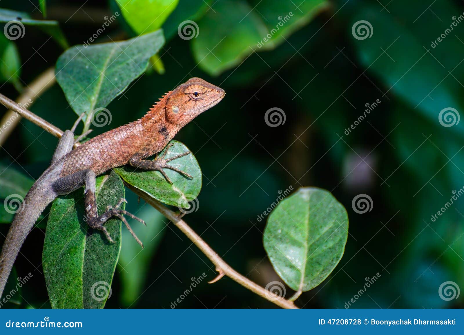 Scary Brown Chameleon Lizard Stock Photo - Image of change, tropical ...