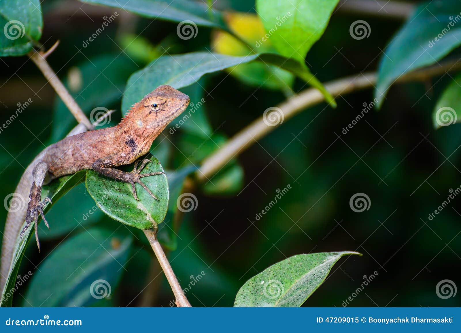 Scary Brown Chameleon Lizard Stock Image - Image of tree, brown: 47209015