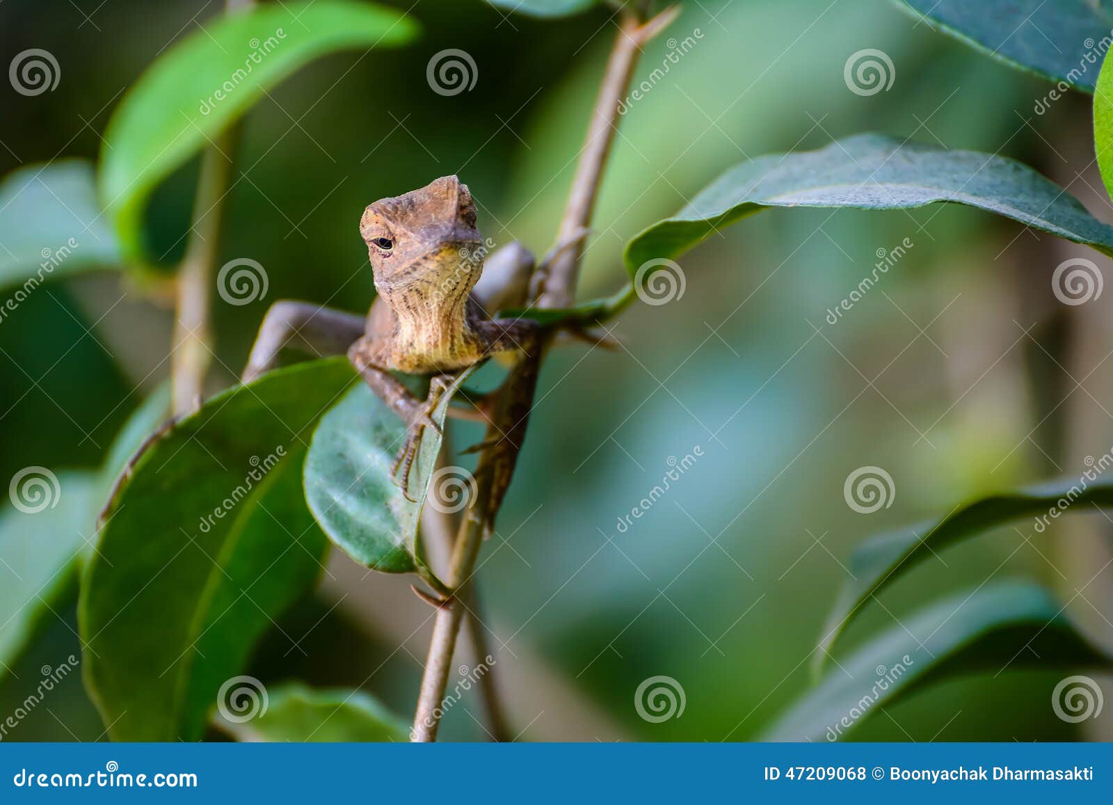 Scary Brown Chameleon Lizard Stock Photo - Image of eyes, tropical ...