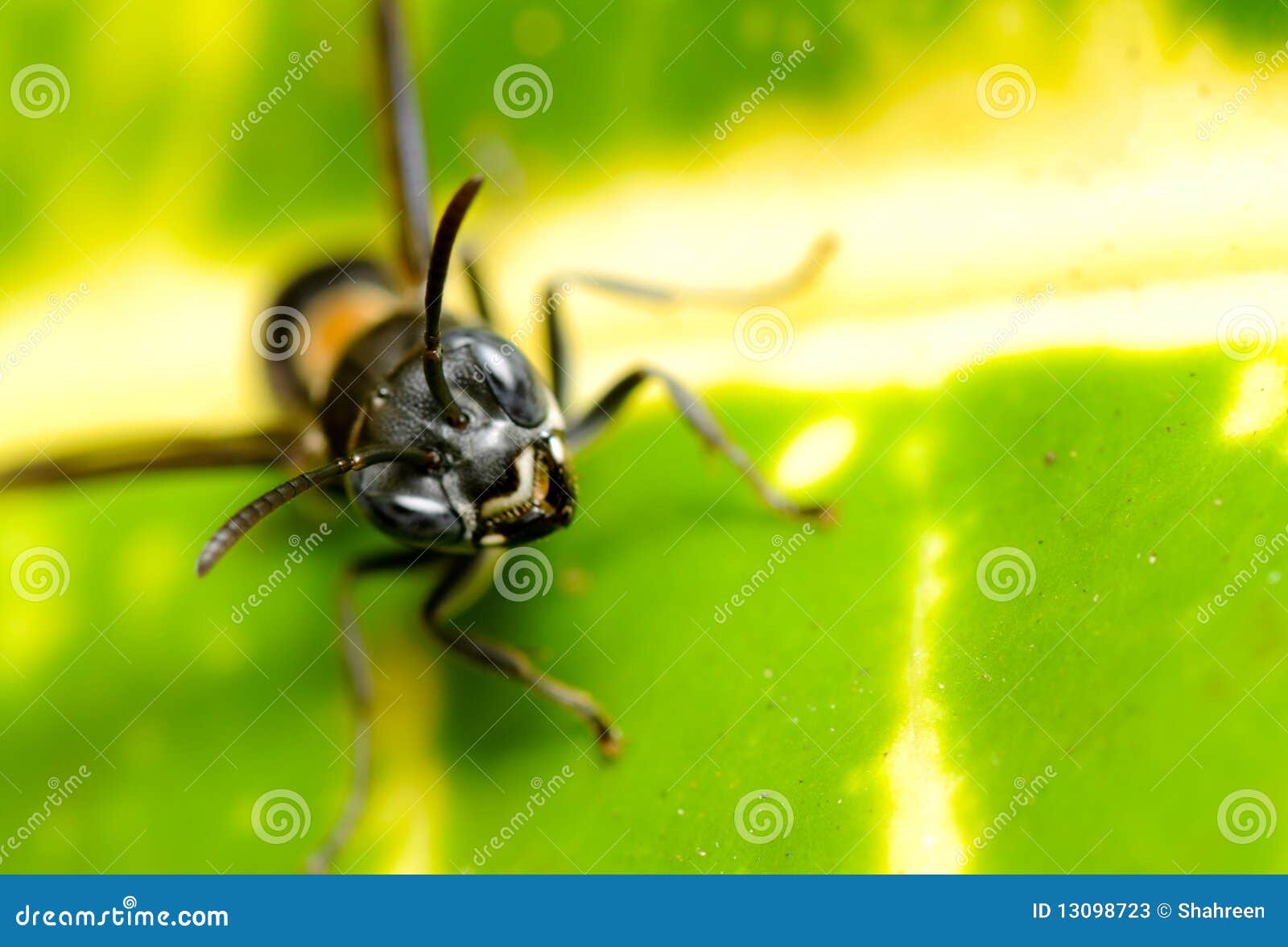 Scary Bug. stock image. Image of nature, close, scary - 13098723