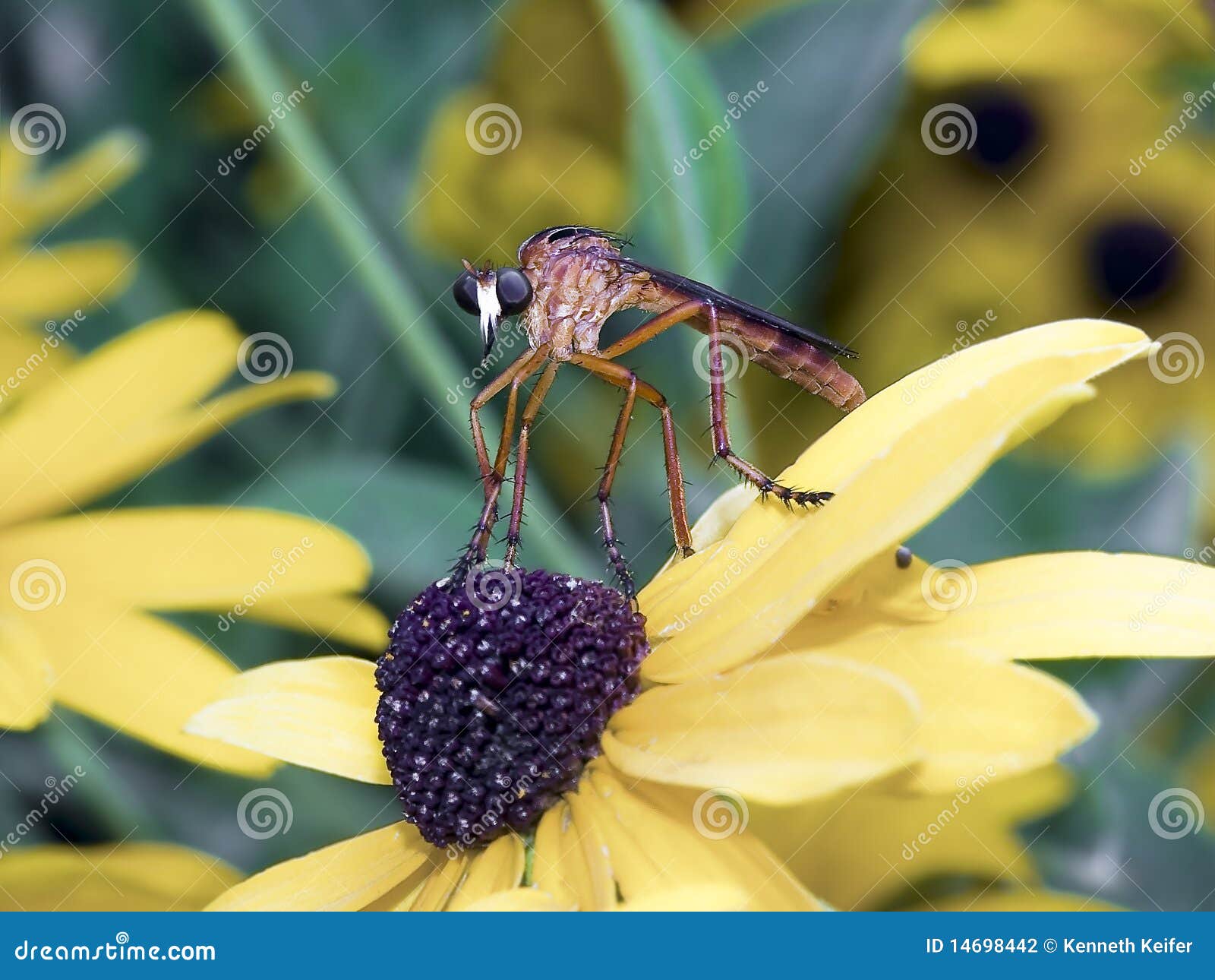 Scary Predatory Fish With Teeth In The Water Aquarium Stock Photo ...