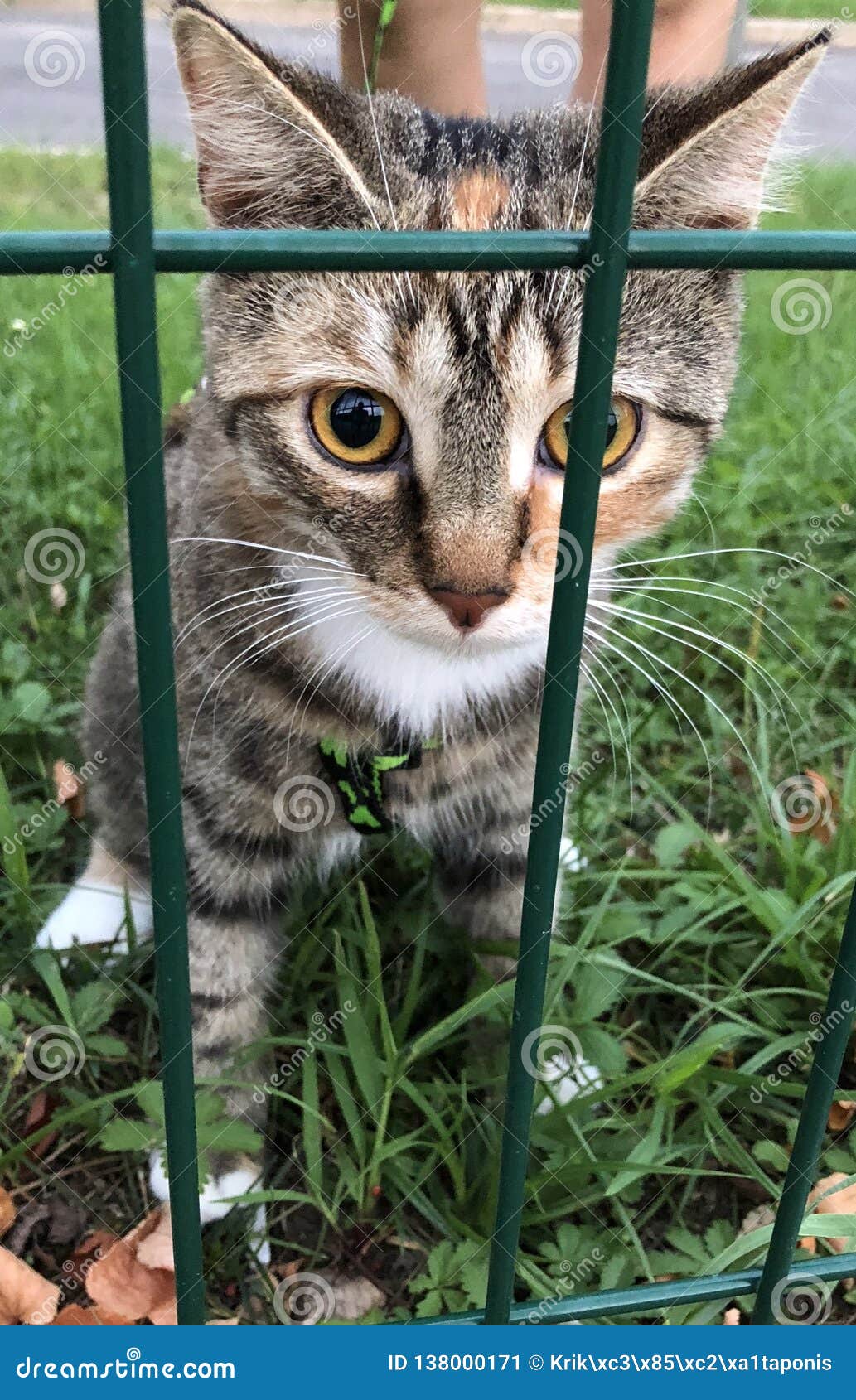 Scary cat stock image. Image of time, scary, outside - 138000171