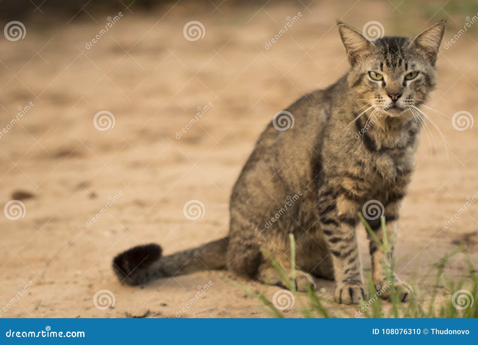 Scary Cat Staring at Camera Prepeared To Attack. Macro Lens. Stock ...