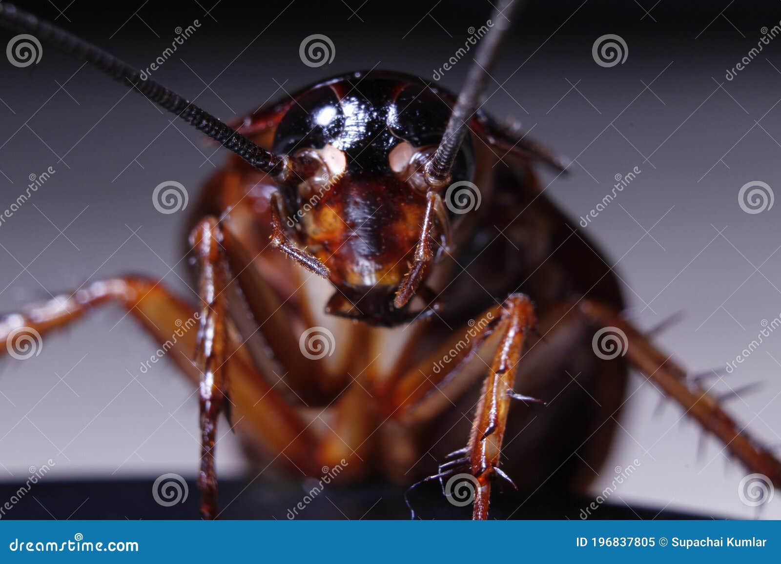 Scary cockroaches stock image. Image of cheesecake, develop - 196837805