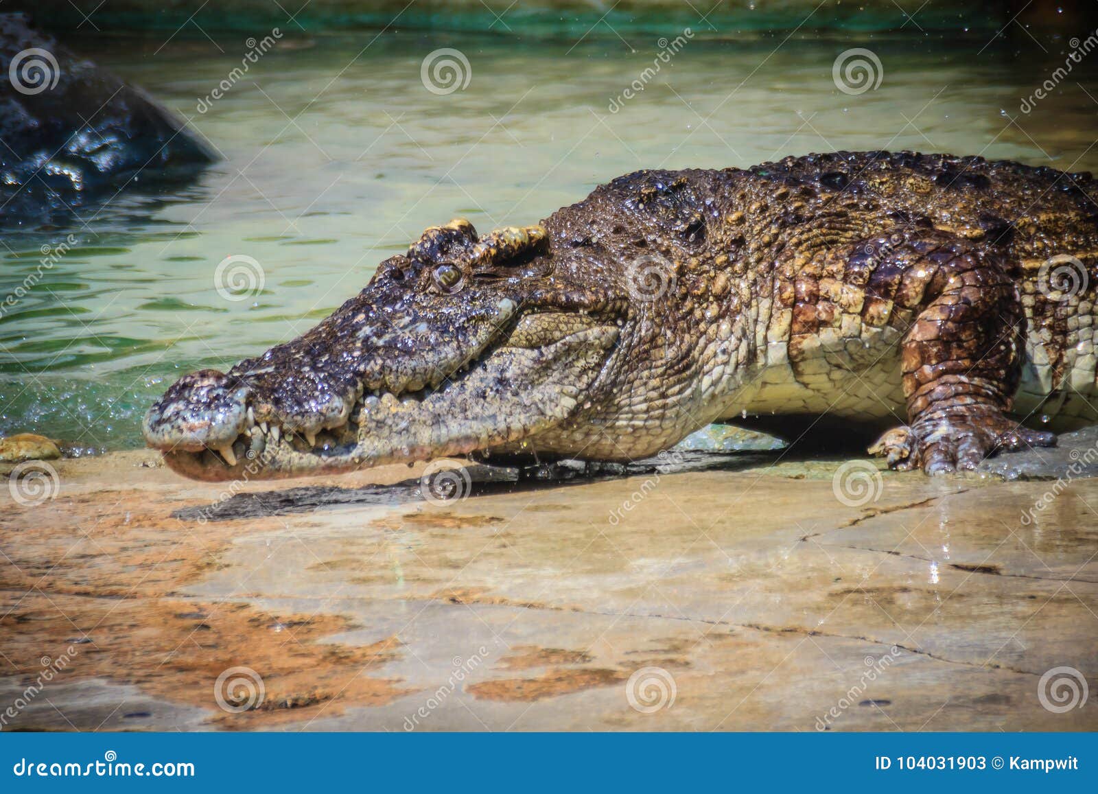 Scary Crocodile is Crawling To Basking in the Pond at the Crocodile ...