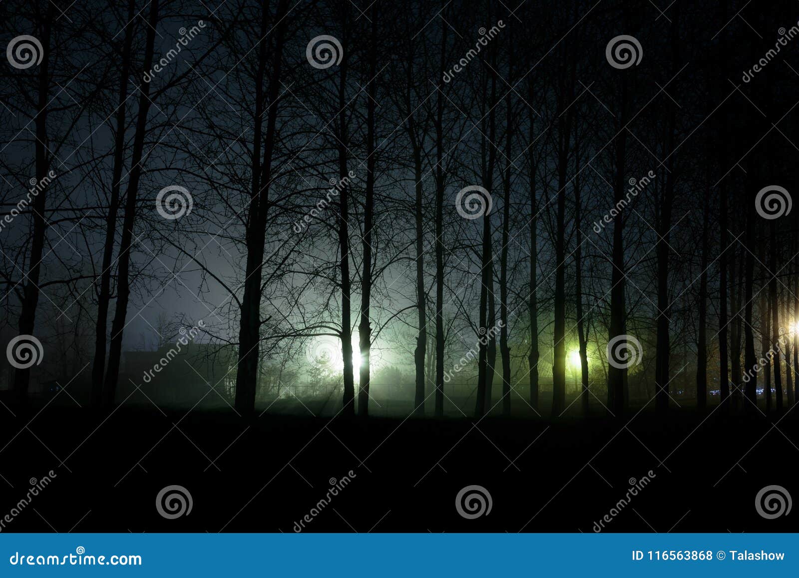 Scary dark forest at night stock photo. Image of scary - 116563868