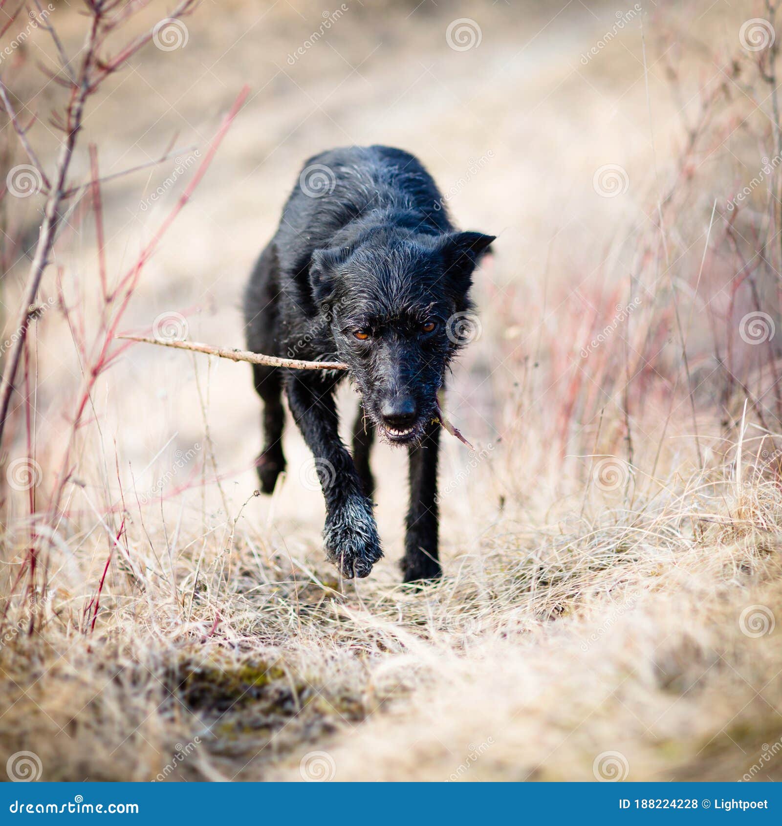 Scary Black Dog Running Outdoors Stock Photo - Image of german ...