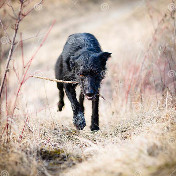 Scary Black Dog Running Outdoors Stock Photo - Image of german ...