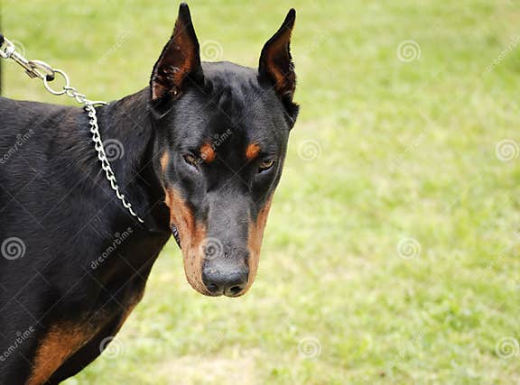 Scary doberman stock image. Image of sinister, evil, breed - 19893301