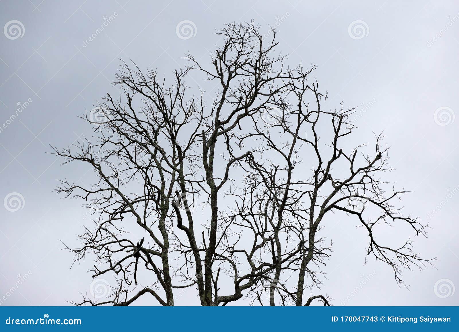 Scary Dry Branches, Halloween with Grey Cloud Background Stock Image ...