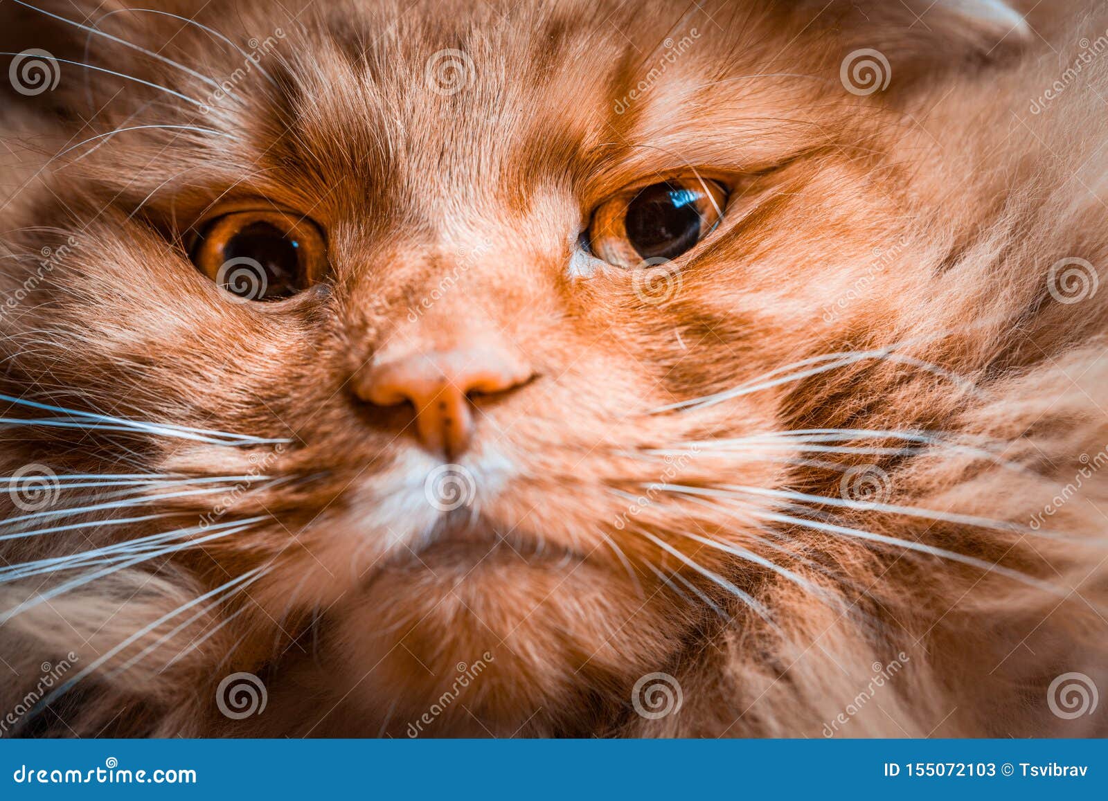Closeup of Ginger Cat Face. Stock Image - Image of extreme, head: 155072103