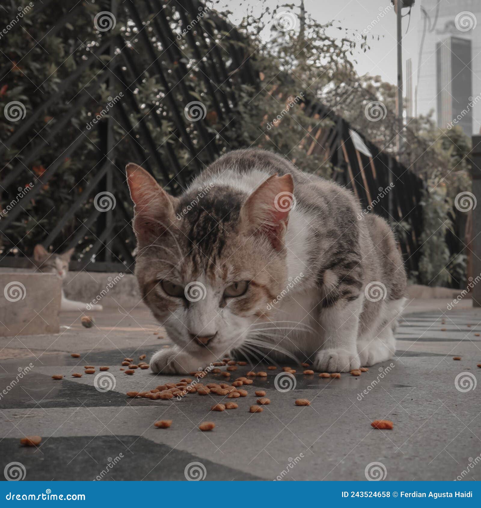 Scary face cat eating stock photo. Image of street, face - 243524658